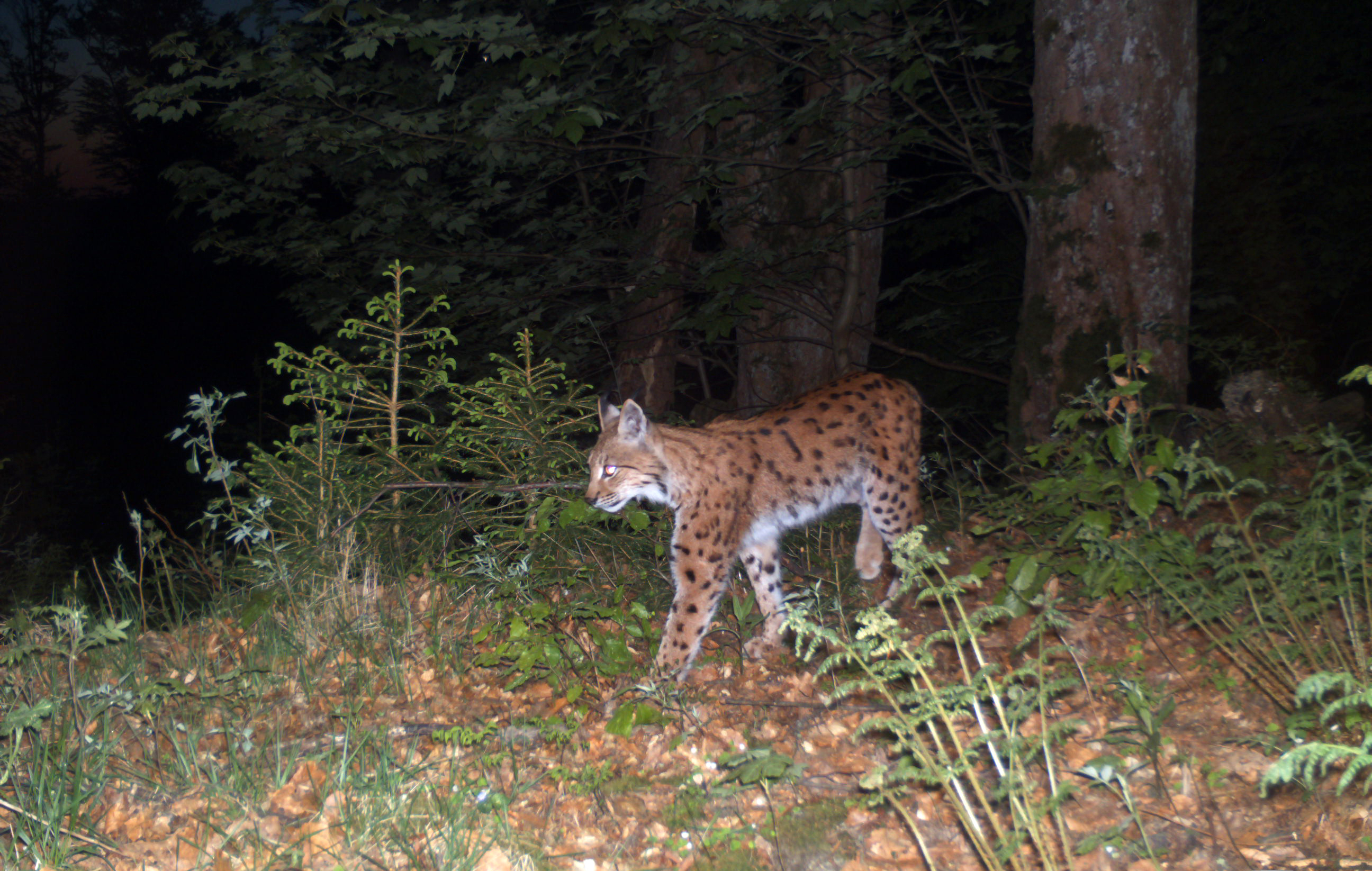 3Lynx - A transboundary project - Interreg