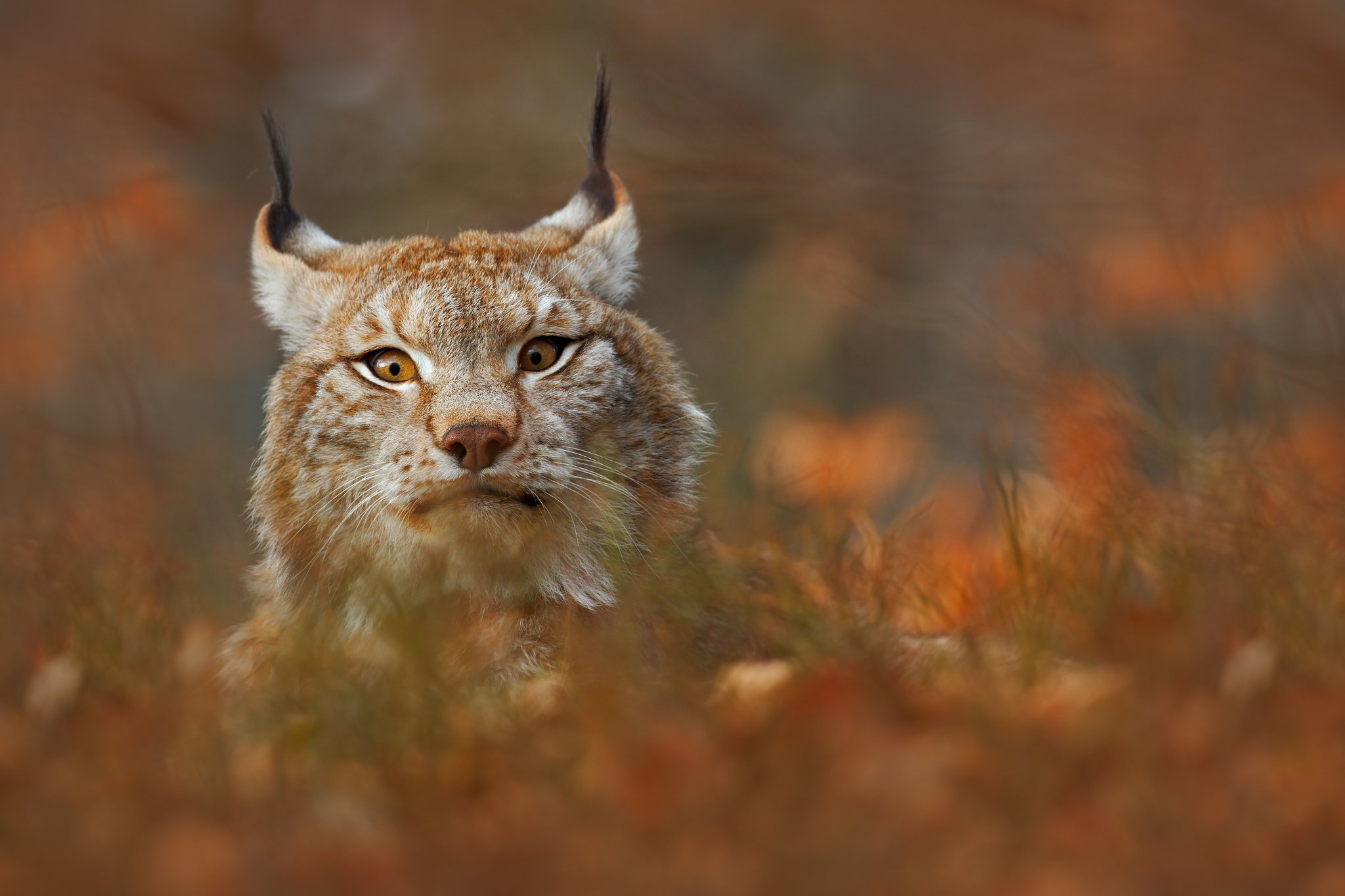 3Lynx - A transboundary project - Interreg