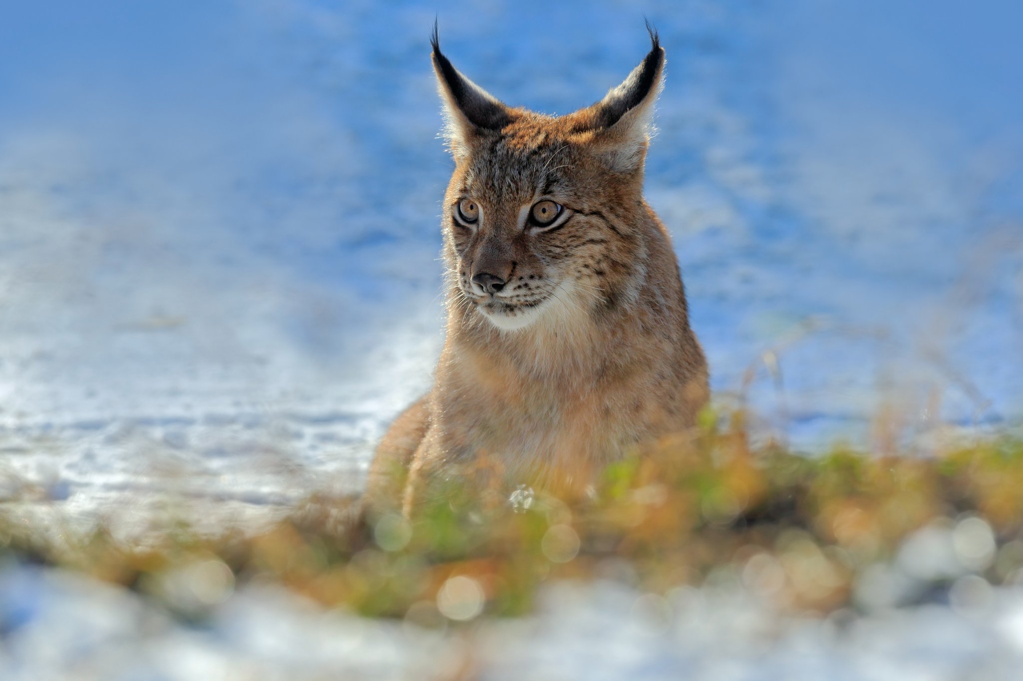 3Lynx - A transboundary project - Interreg